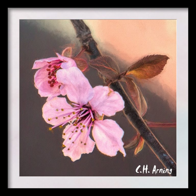 Trees in flower | Trees in flowerChuck Arning